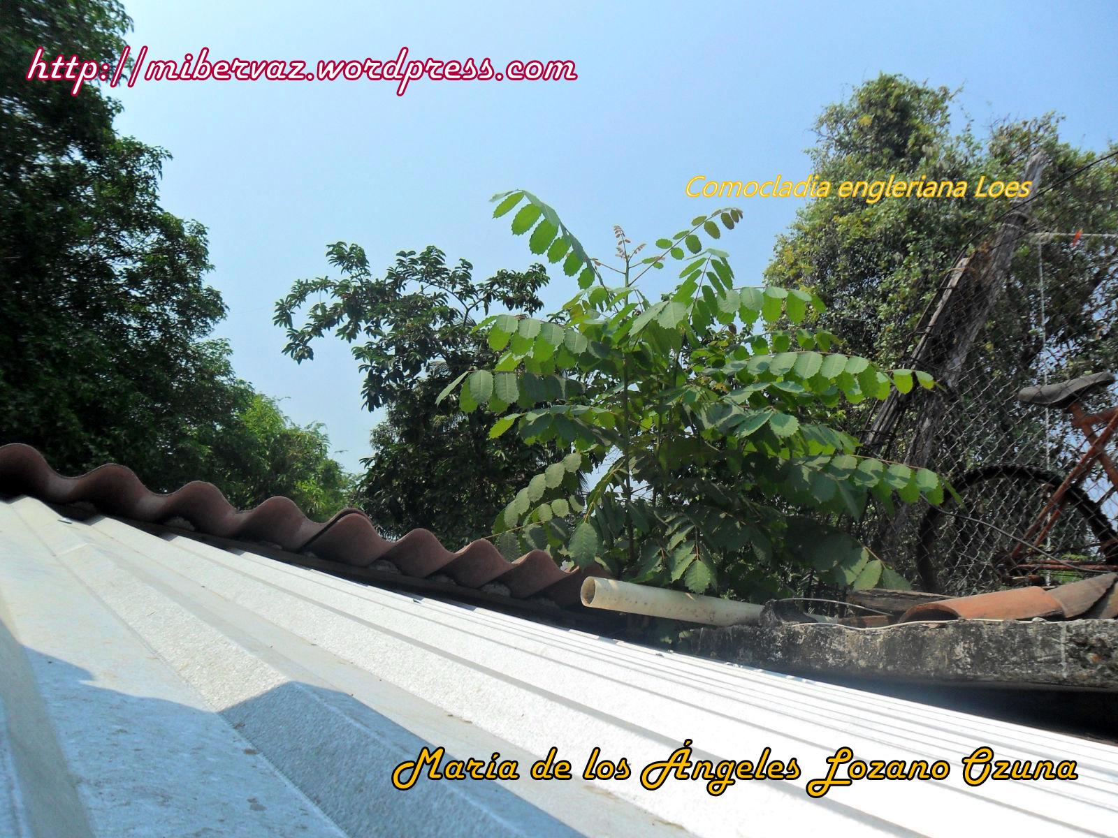ANÉCDOTAS DEL CAMPO. Árbol de Tetlatía (Comocladia engleriana Loes ...