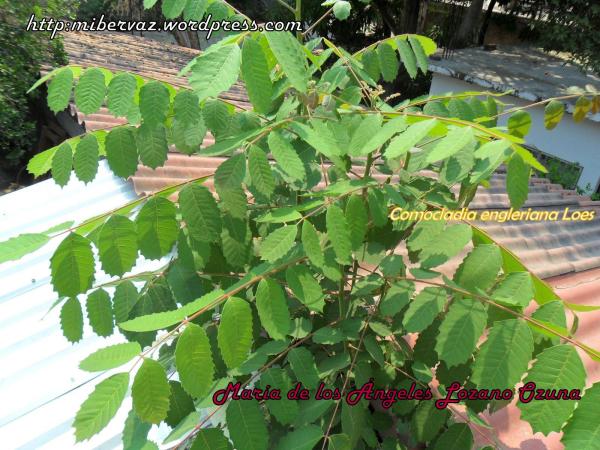 ANÉCDOTAS DEL CAMPO. Árbol de Tetlatía (Comocladia engleriana Loes ...